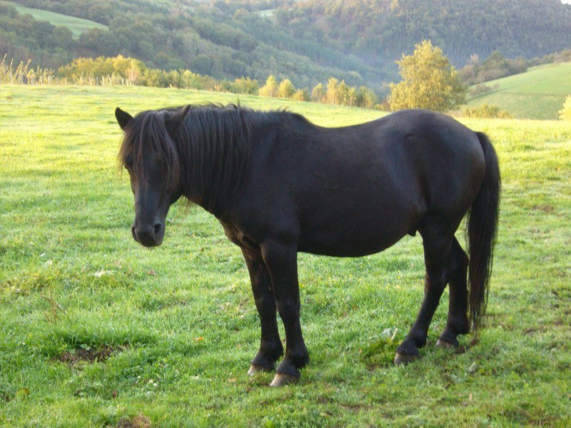 PONY POTTOKA 🥇7 Rasgos del Caballo Vasco ¡y mas! ٩(^_^)۶