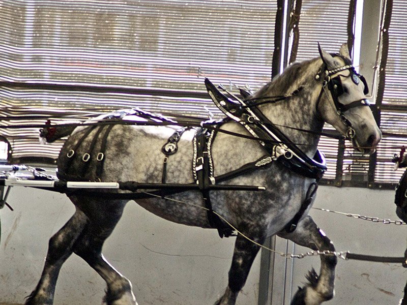 Caballos Percherones 🥇¿Cual es el Origen? ٩(^_^)۶