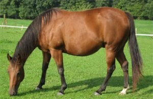 ¿Cuáles son los Colores de los Caballos que existen?