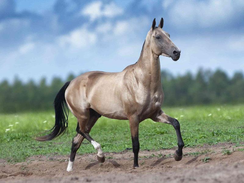 AKHAL-TEKE, el Caballo Turcomano 🥇 ٩(^_^)۶